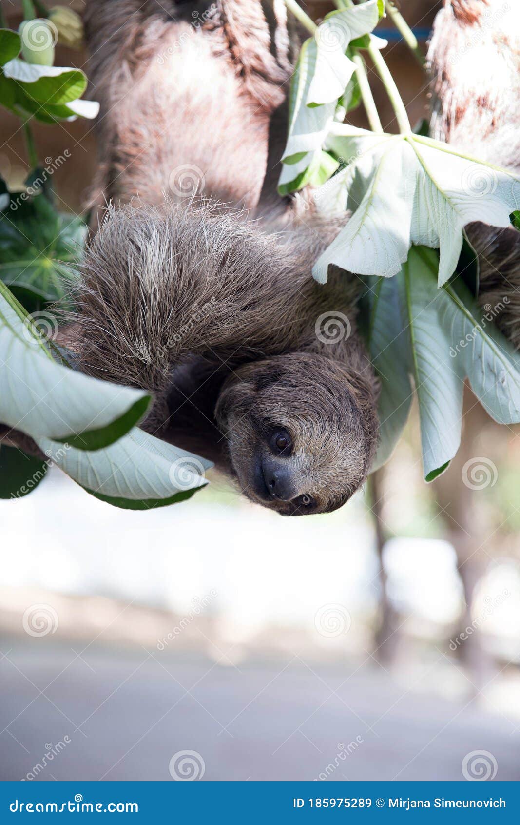 Sloth in a Tree stock image. Image of hibiscus, plants - 185975289