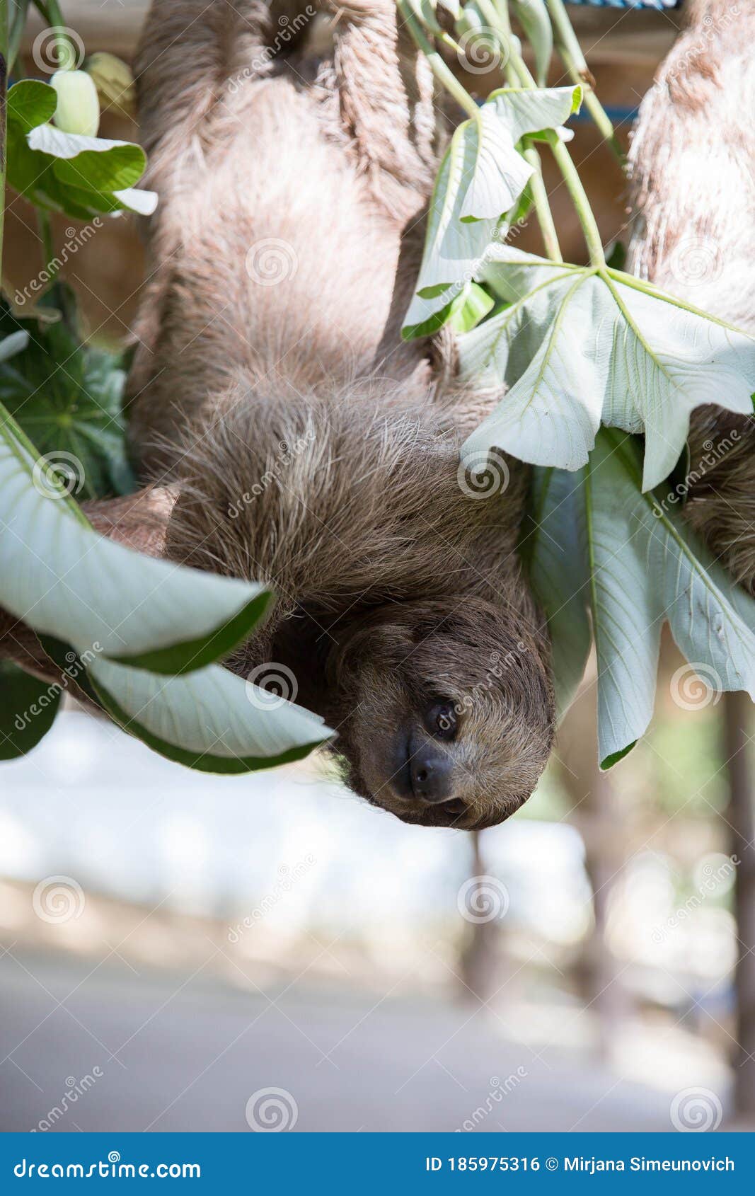 Sloth in a Tree stock photo. Image of central, hibiscus - 185975316