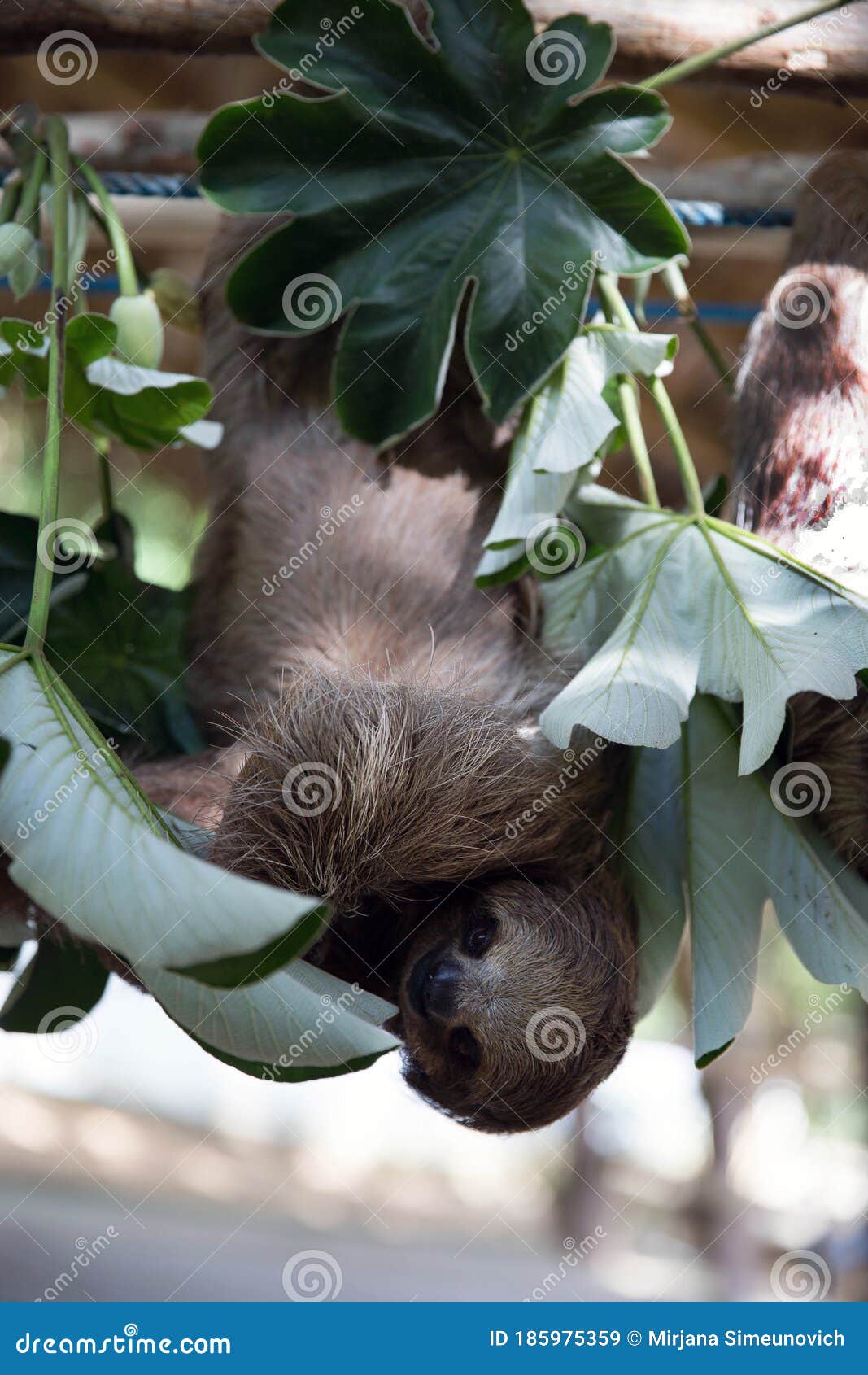 Sloth in a Tree stock image. Image of light ...