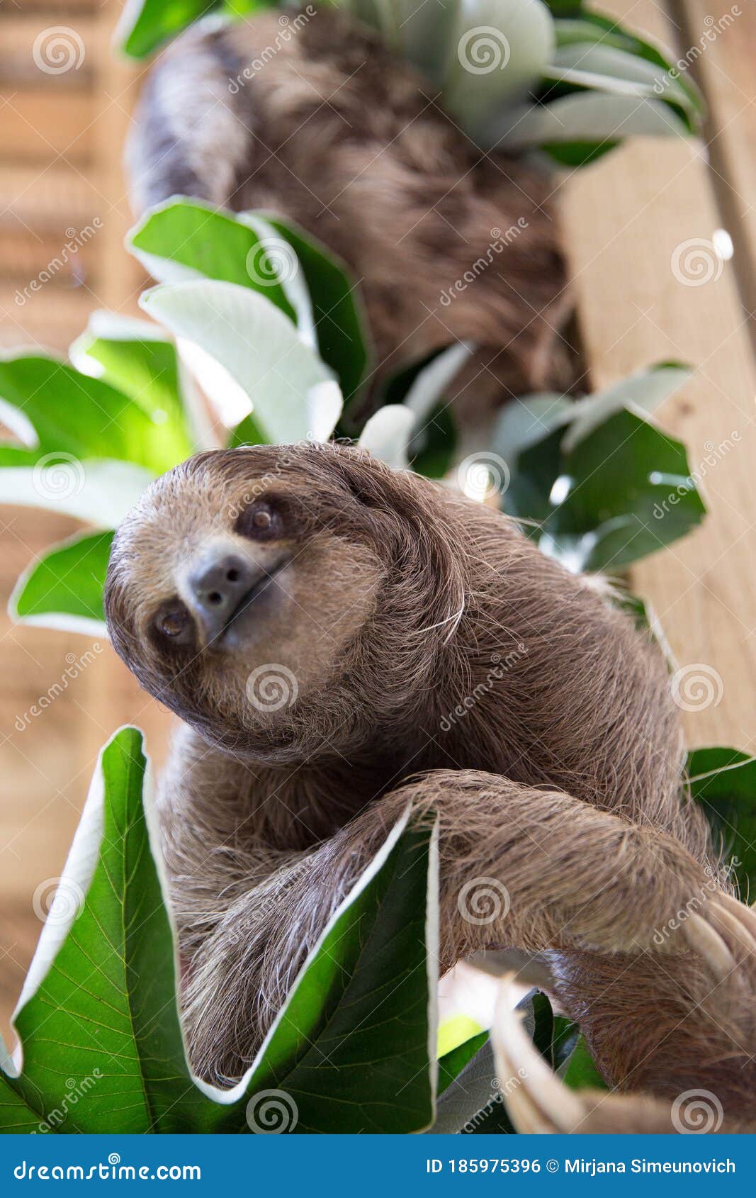 Sloth in a Tree stock photo. Image of hanging, gardens - 185975396