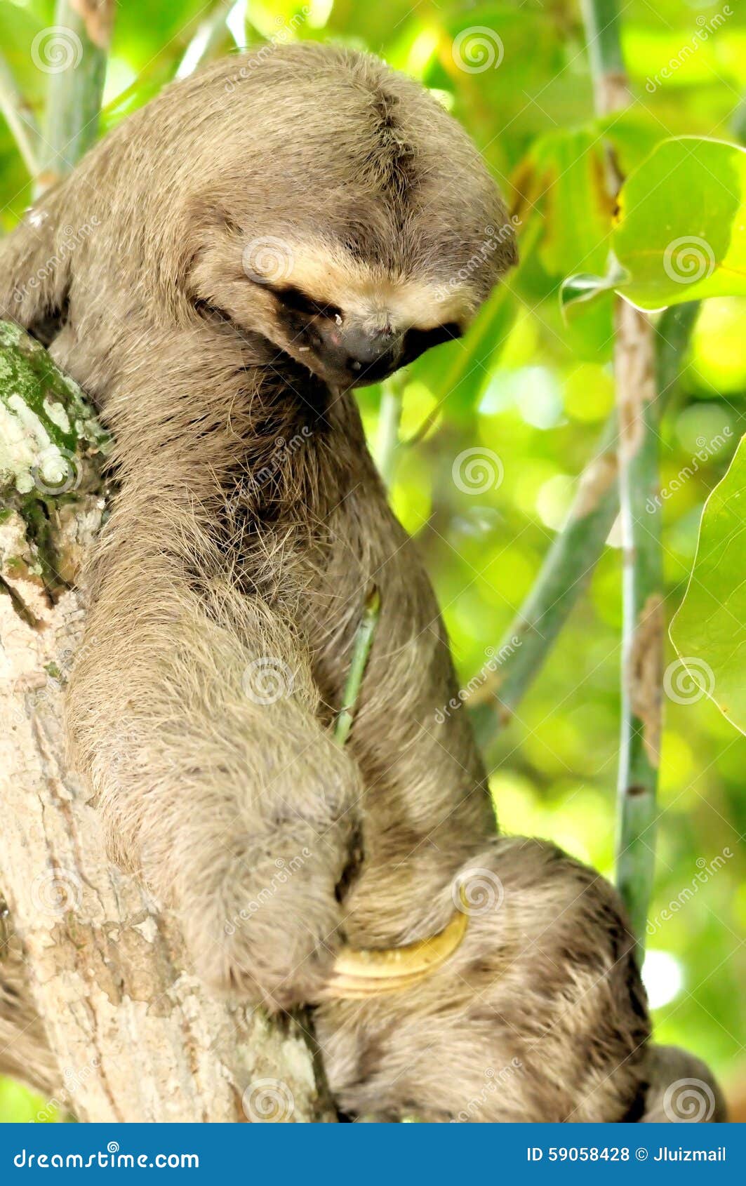 Sloth on a Tree Looking at Claw Stock Photo - Image of forest, nature ...