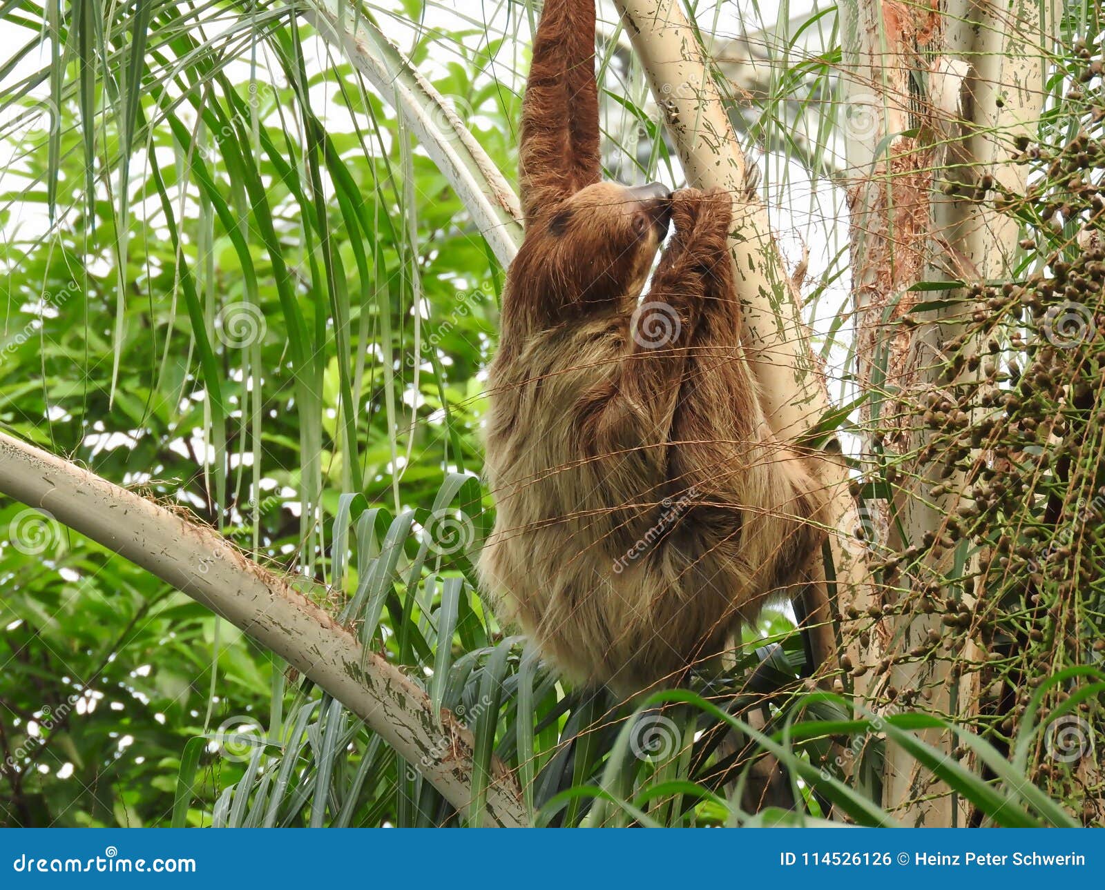 Sloth in a tree stock photo. Image of tree, mammal, sloths - 114526126