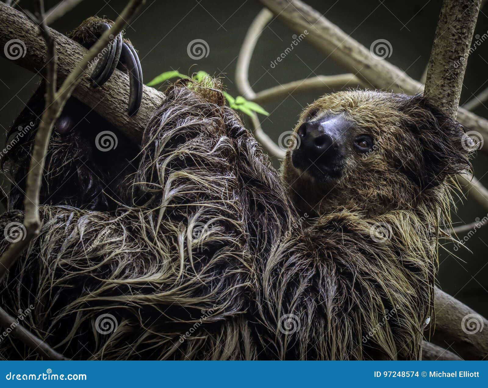 Sloth stock photo. Image of details, america, animal - 97248574