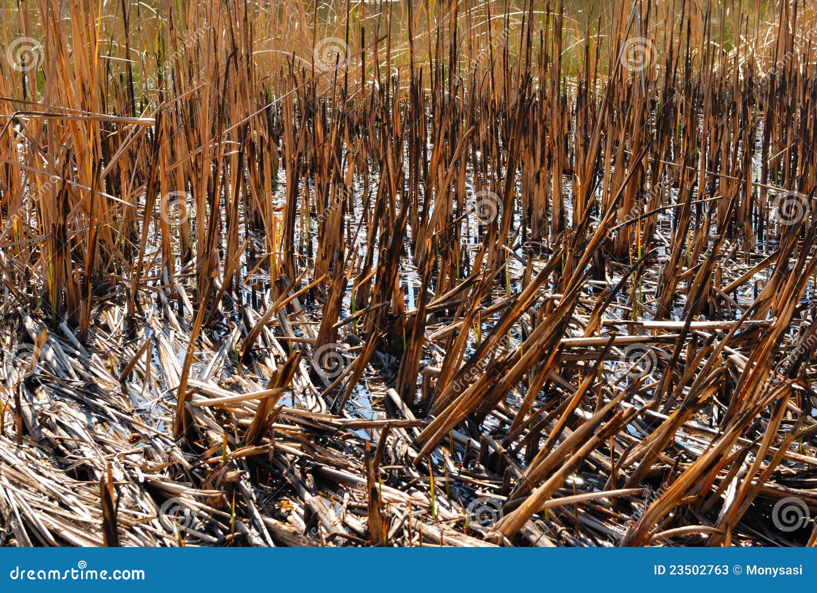 Slough stock image. Image of leaf, water, uncultivated - 23502763