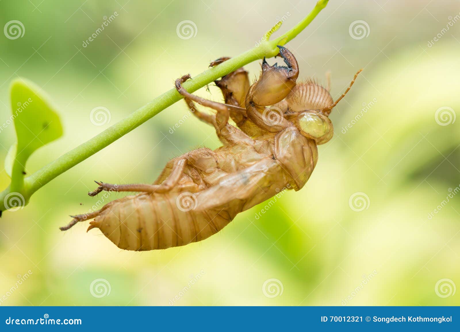 Slough cicada stock image. Image of molt, hold, wildlife - 70012321