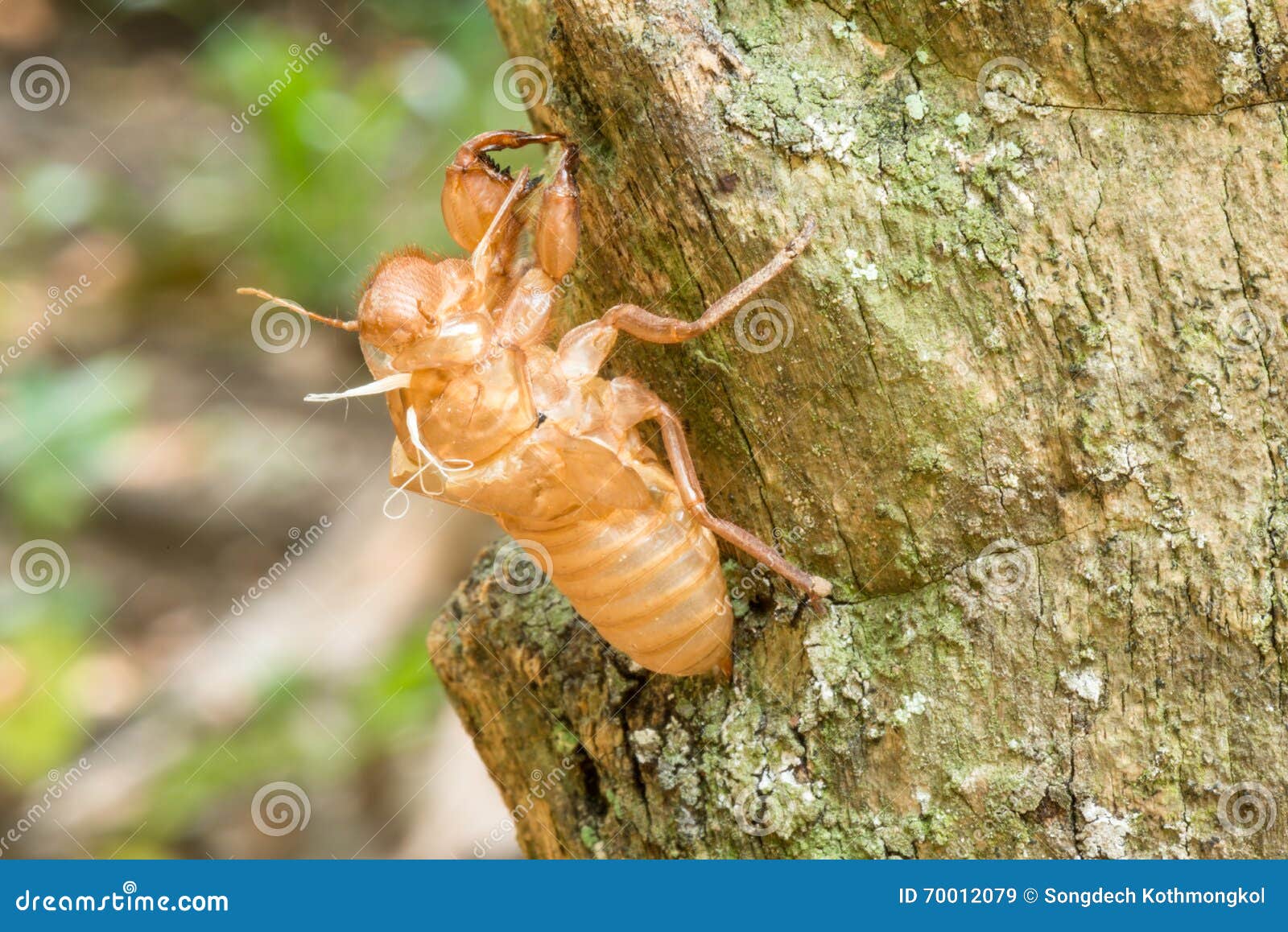 Slough cicada stock image. Image of natural, close, nature - 70012079
