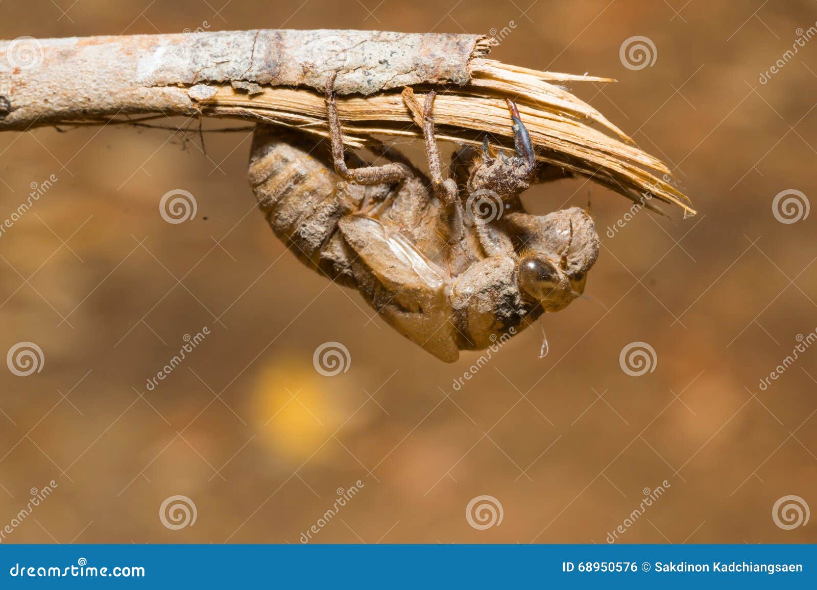 Slough, Mue De Cigale, Insecte Muant Photo stock - Image du herbe ...