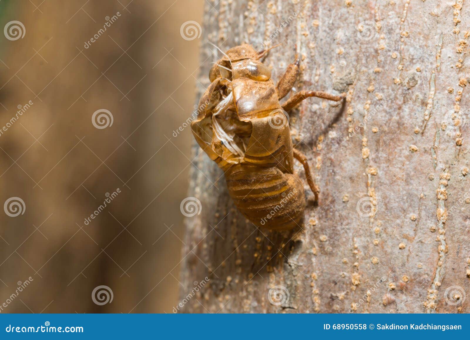 Slough Off, Molt of Cicada,insect Molting Stock Photo - Image of brown ...