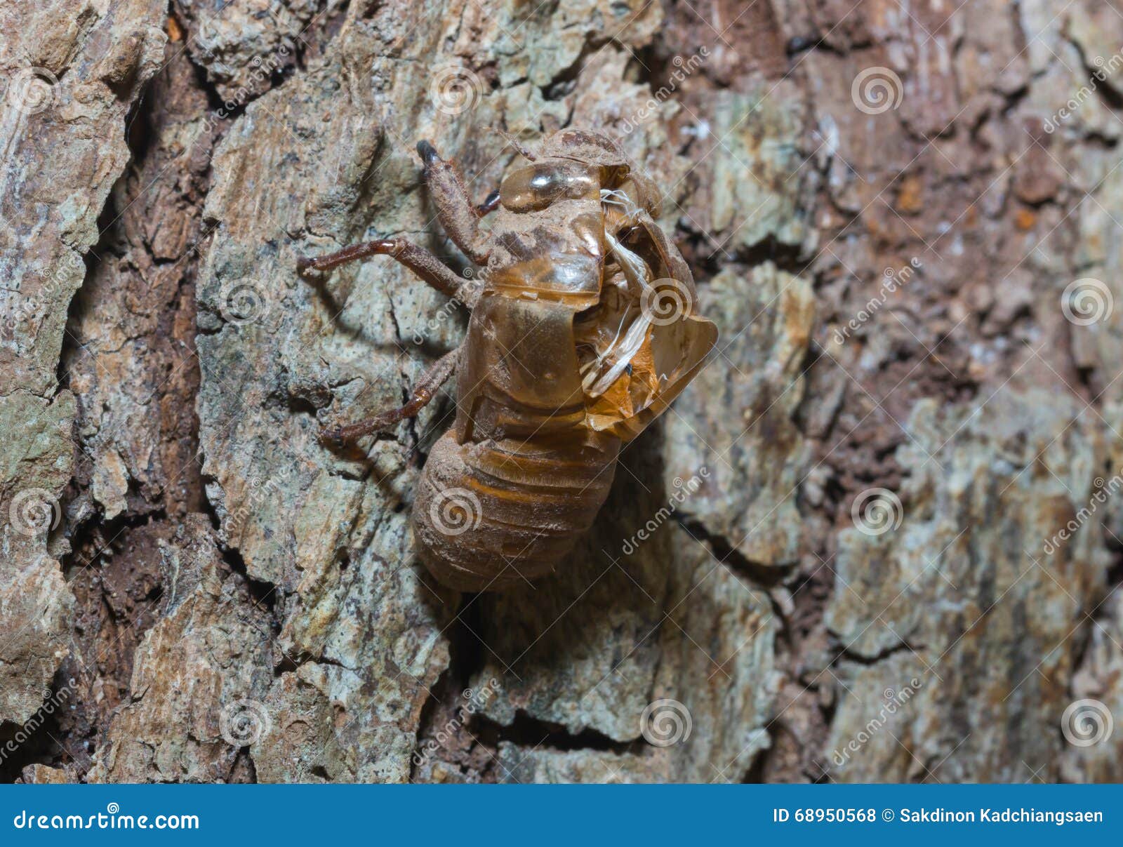 Slough Off, Molt of Cicada,insect Molting Stock Photo - Image of green ...