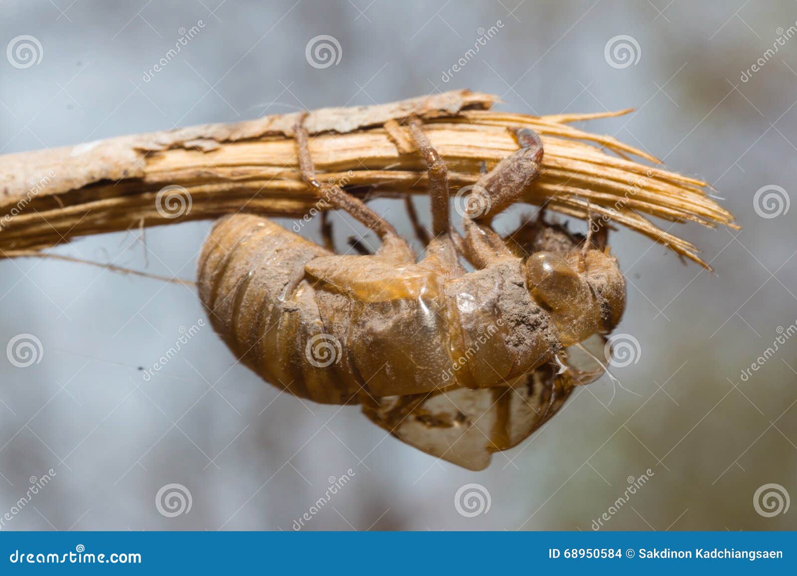 Slough Off, Molt of Cicada,insect Molting Stock Photo - Image of grass ...