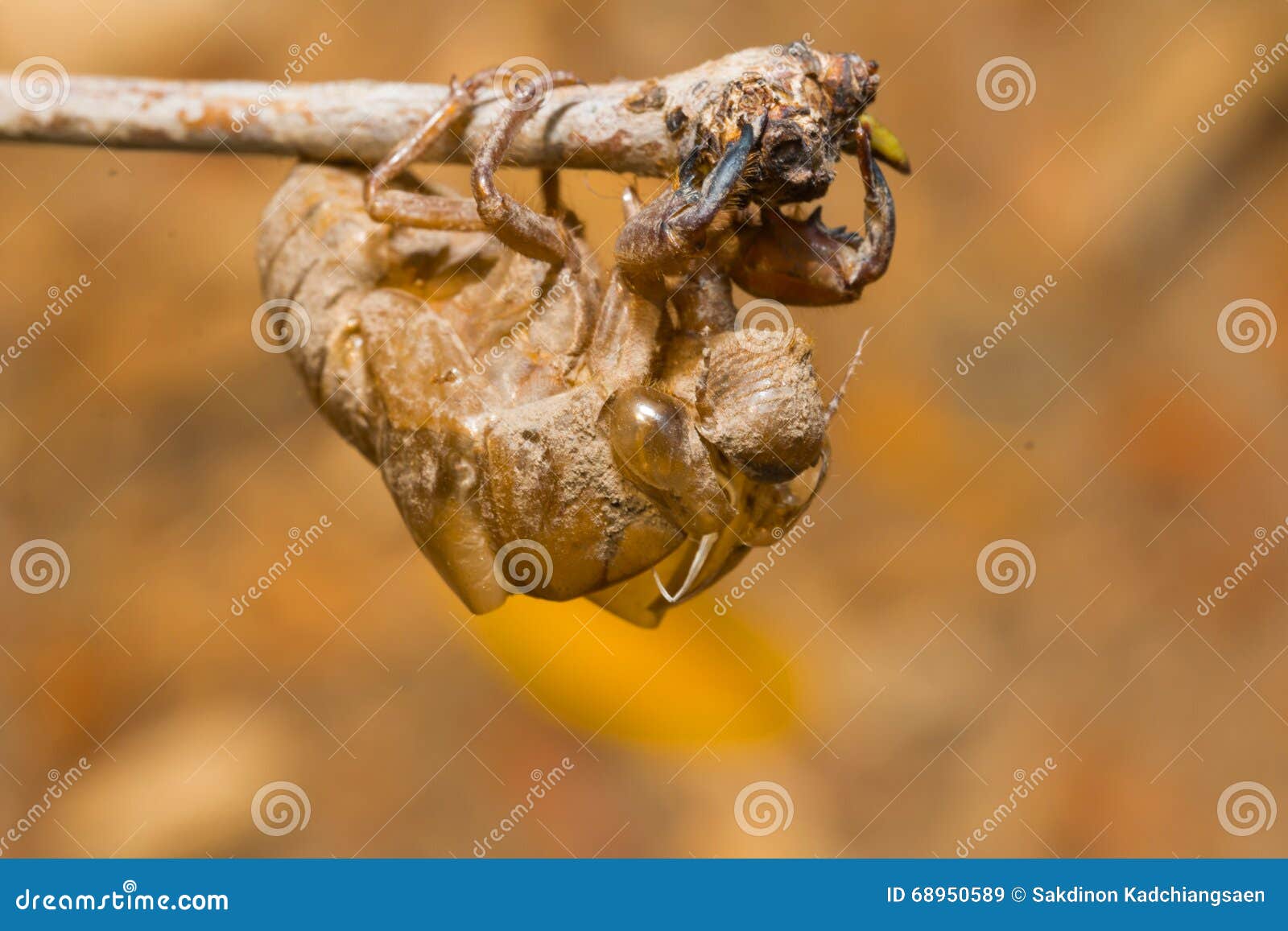 Slough Off, Molt of Cicada,insect Molting Stock Image - Image of green ...