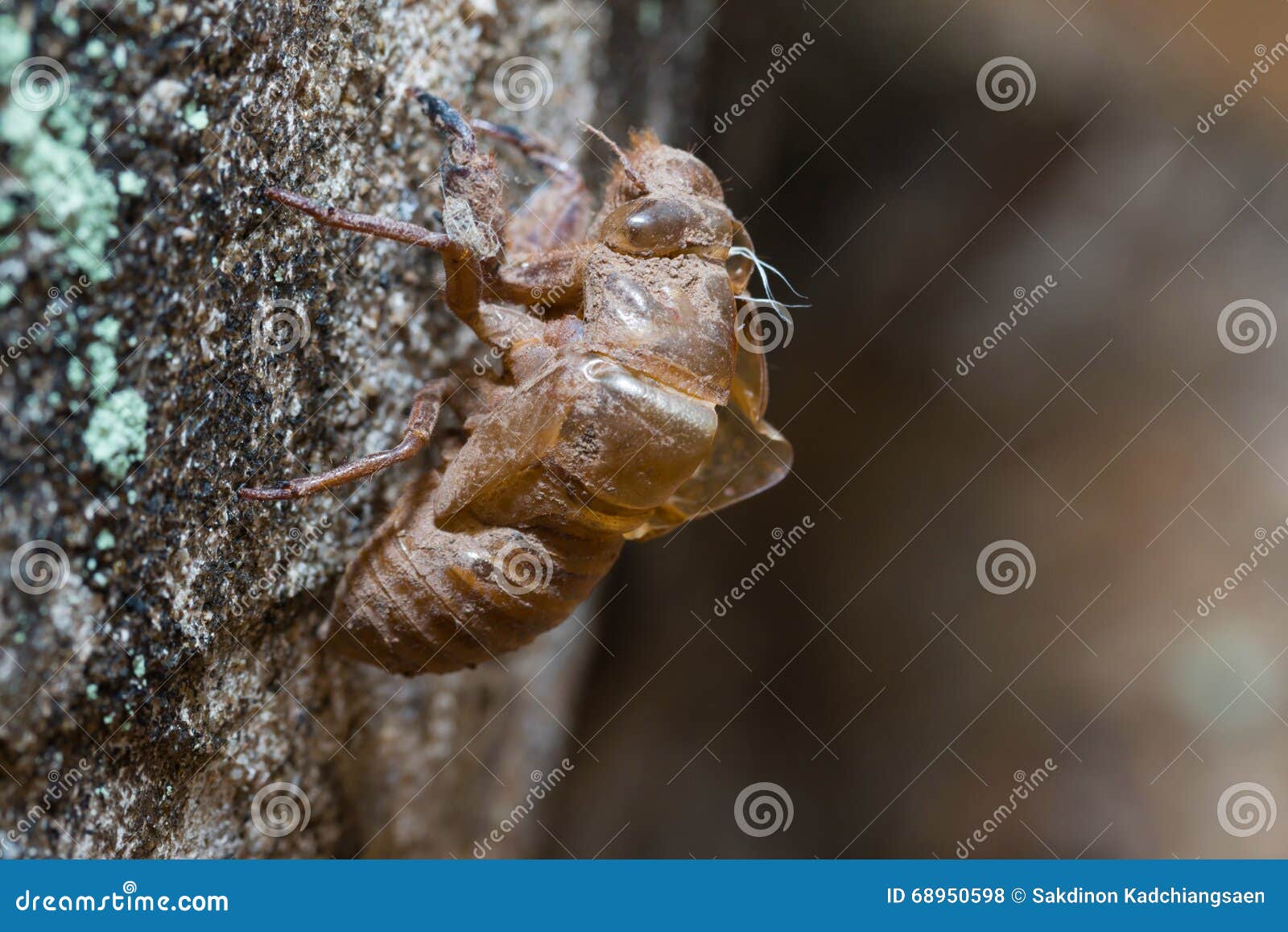 Slough Off, Molt of Cicada,insect Molting Stock Photo - Image of ...