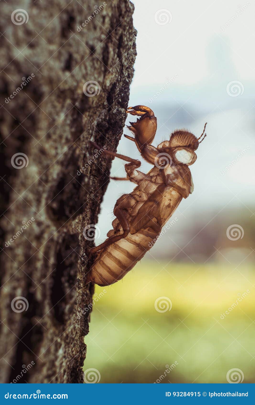 Slough Off, Molt of Cicada on Tree in Nature, Insect Molting Stock ...