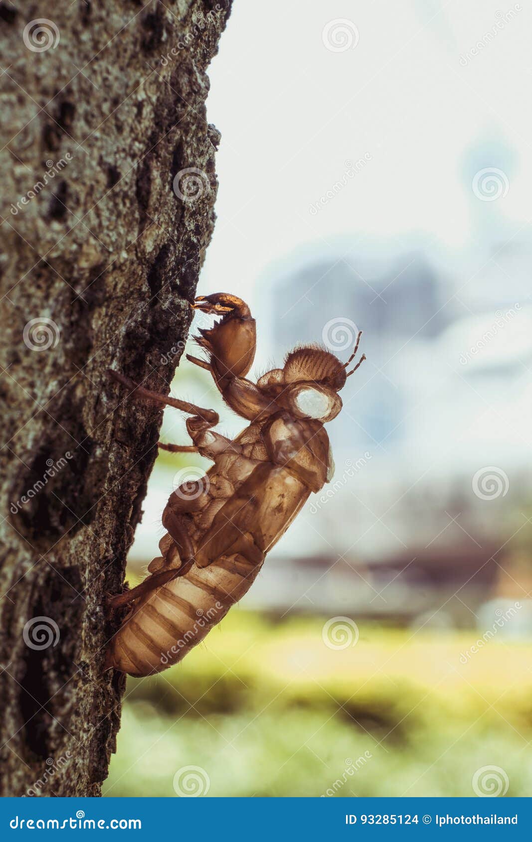 Slough Off, Molt of Cicada on Tree in Nature, Insect Molting Stock ...