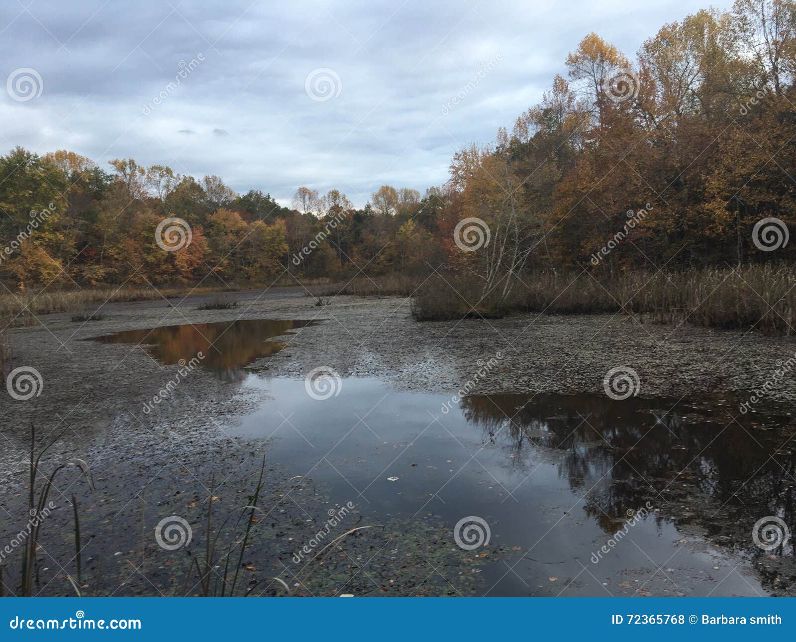 Slough stock photo. Image of pond, park, mammoth, slough - 72365768