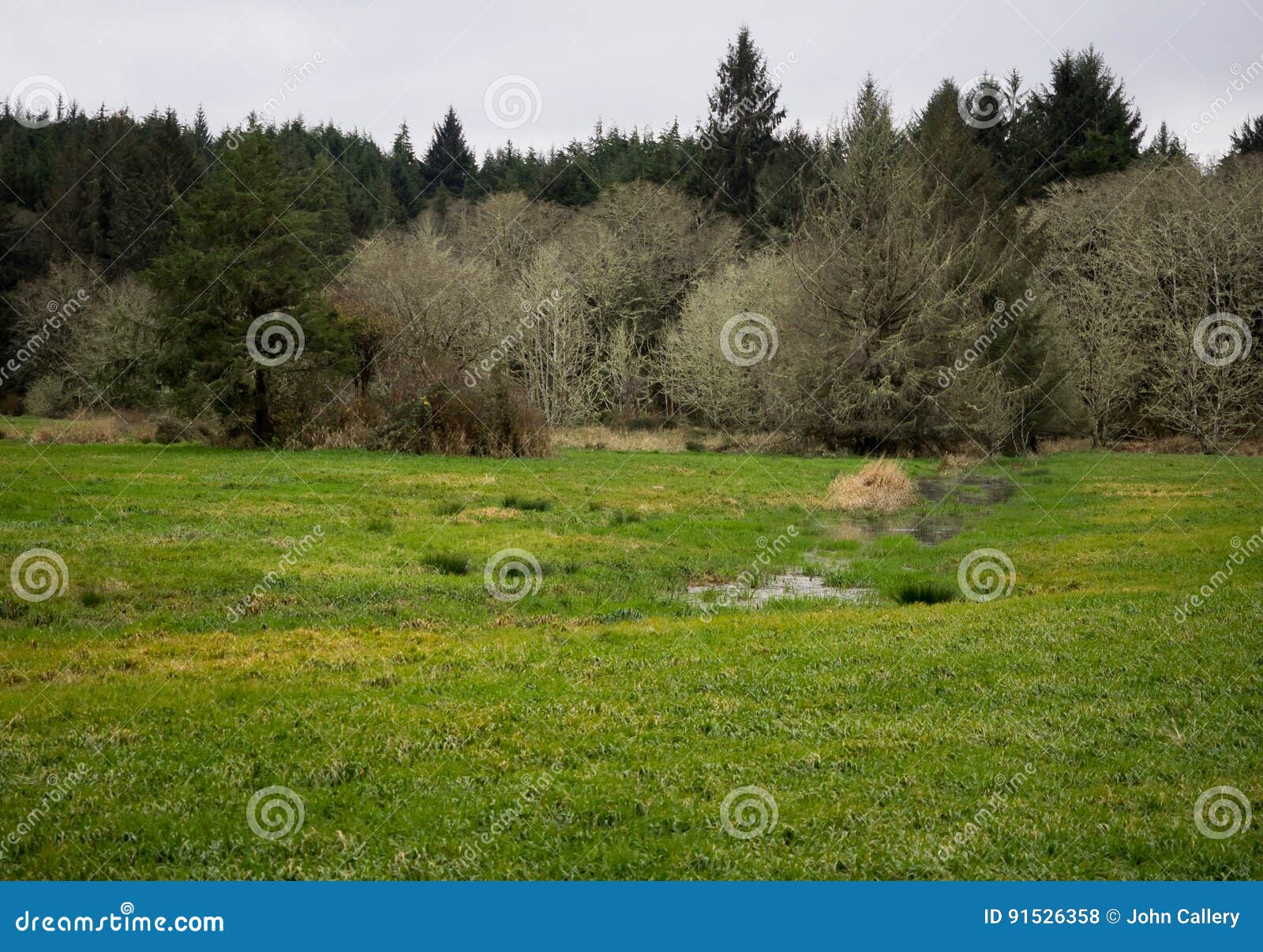 The Slough stock photo. Image of forest, cloudy, station - 91526358