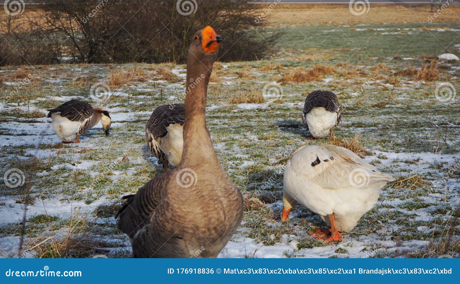 Goose on the Farm in Winter Stock Photo - Image of fowl, isolated ...