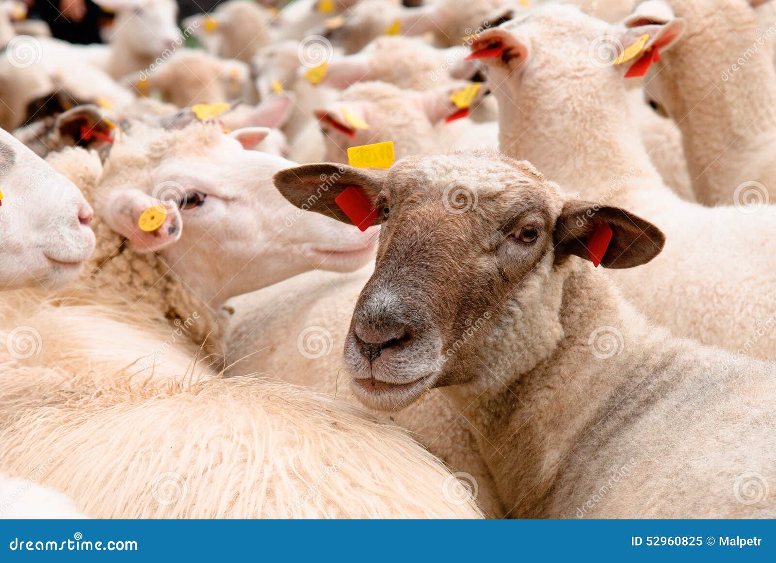 Sheep Looking Back Crowd Stock Photos - Free & Royalty-Free Stock ...