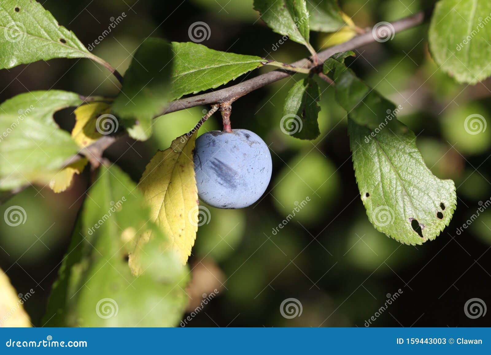 Sloe stock image. Image of sunshine, fall, sloe, shillelagh - 159443003