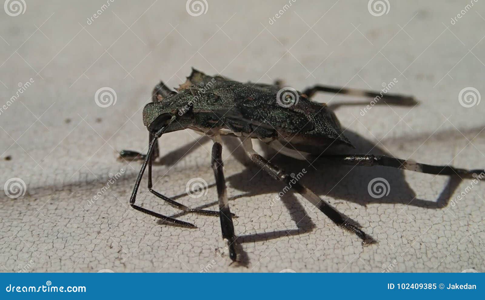 Slow bug stock video. Video of animal, slow, arthropod - 102409385