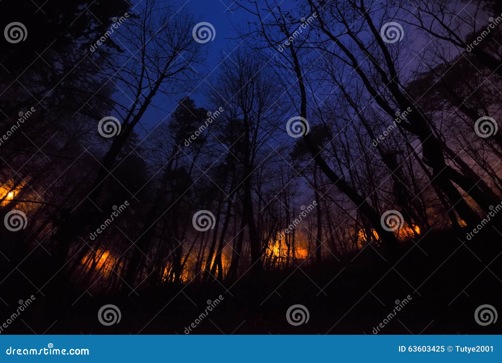 Slow Burn Forest Fire at Night Stock Image - Image of orange, forest ...