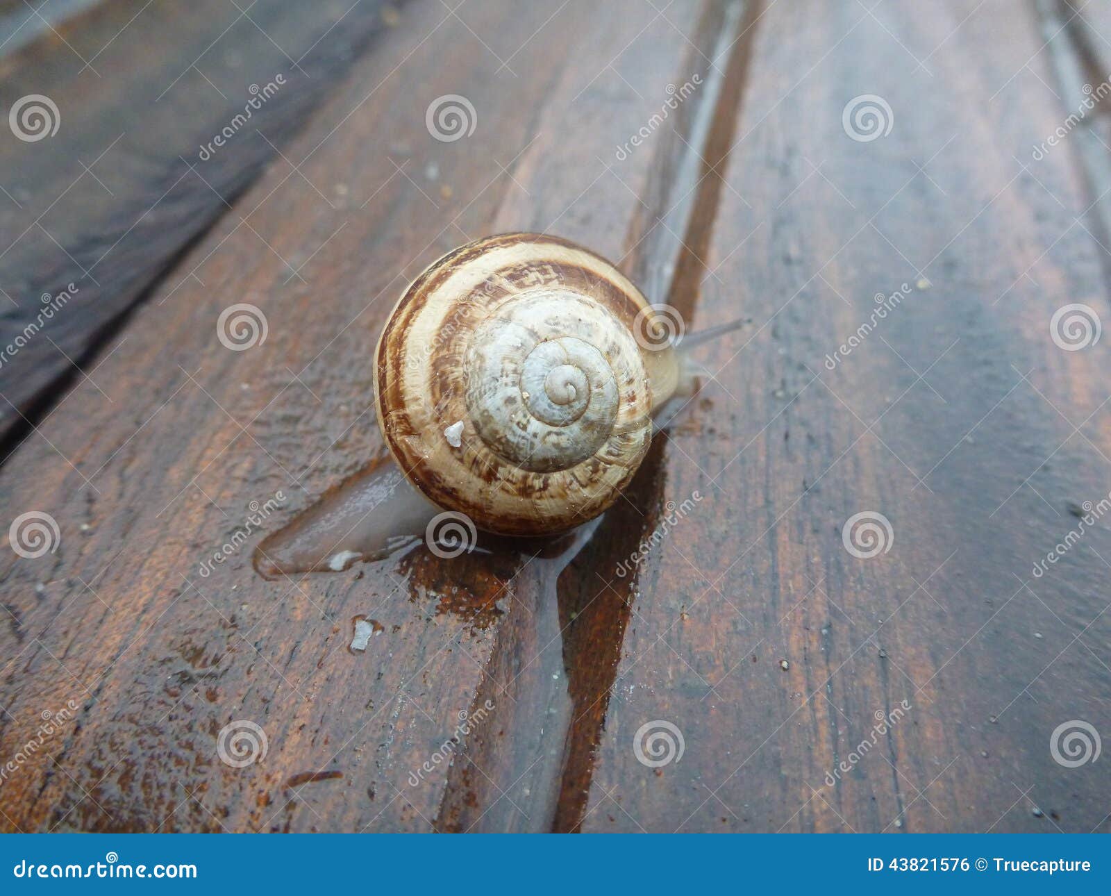 Slow crawling snail stock photo. Image of wooden, making - 43821576