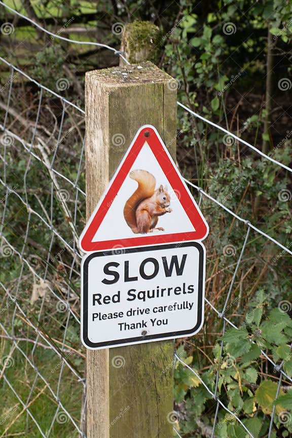 Slow Down for Red Squirrels Sign Stock Image - Image of information ...