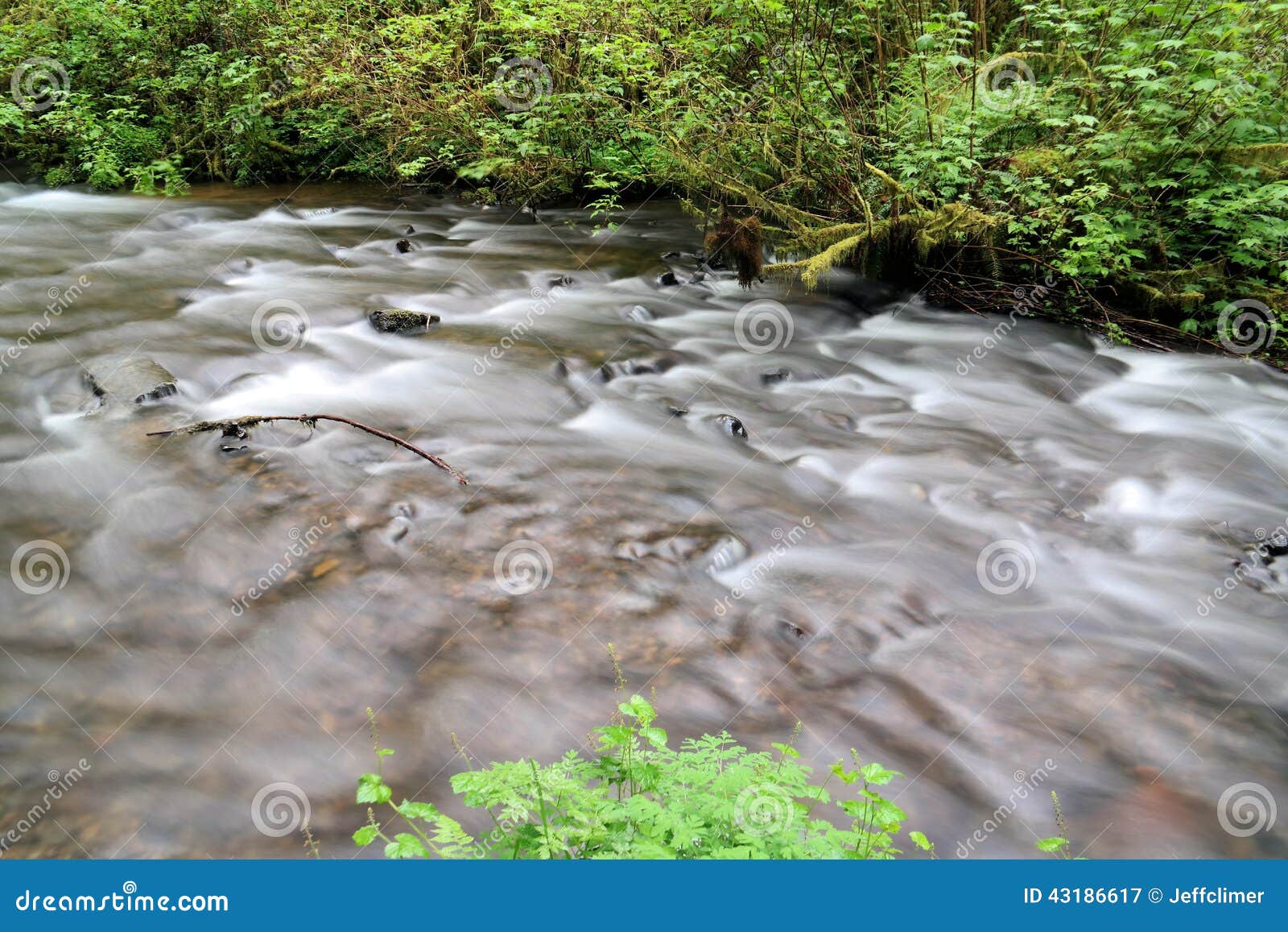 A slow flowing stream stock image. Image of trees, beauty - 43186617