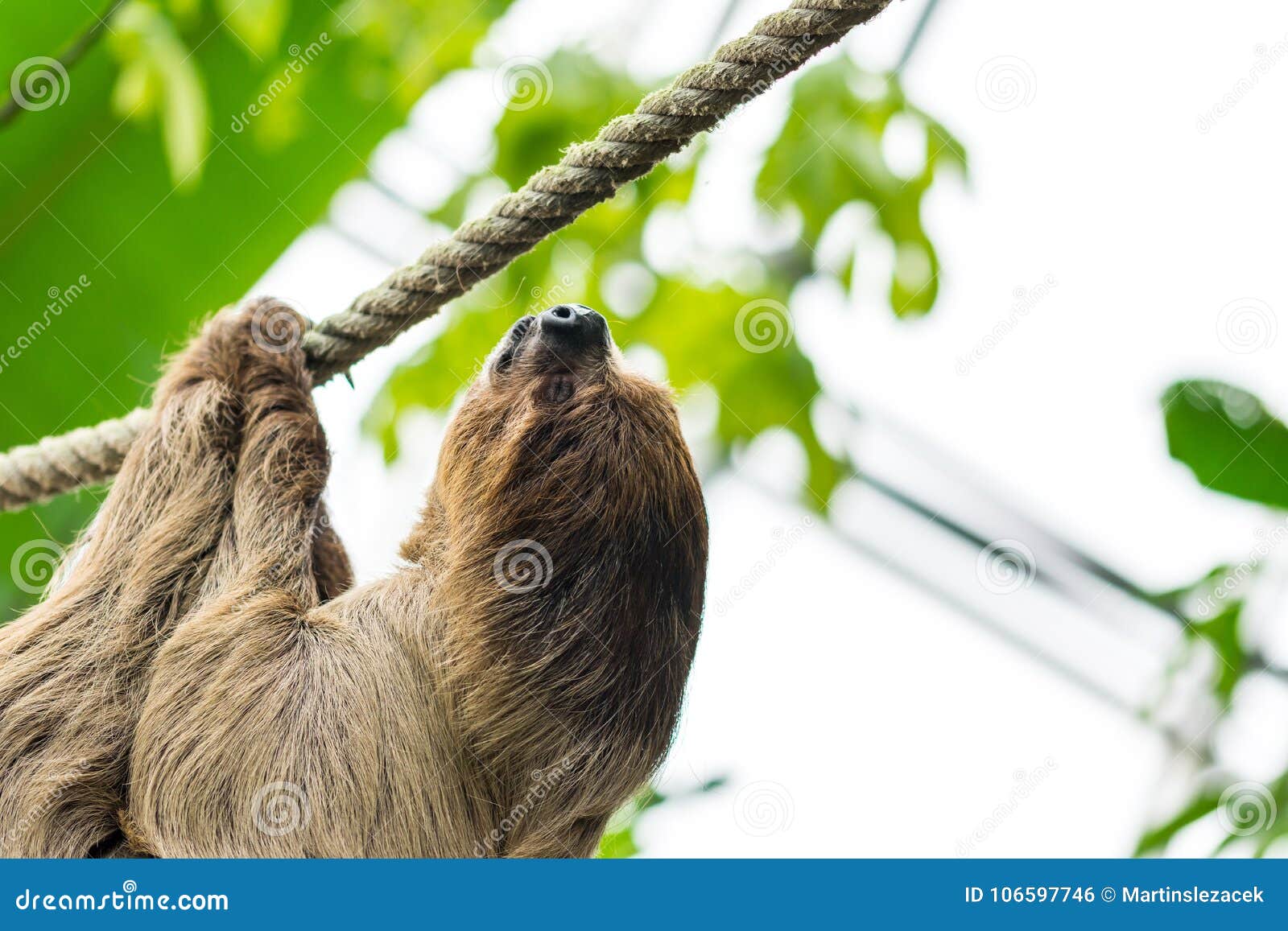 Slow Folivora Bear on the Liana with the Leafs in Background Stock ...