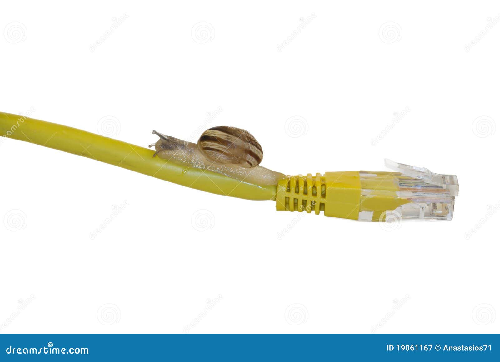 Slow Internet Connection Like a Snail Stock Image - Image of network ...