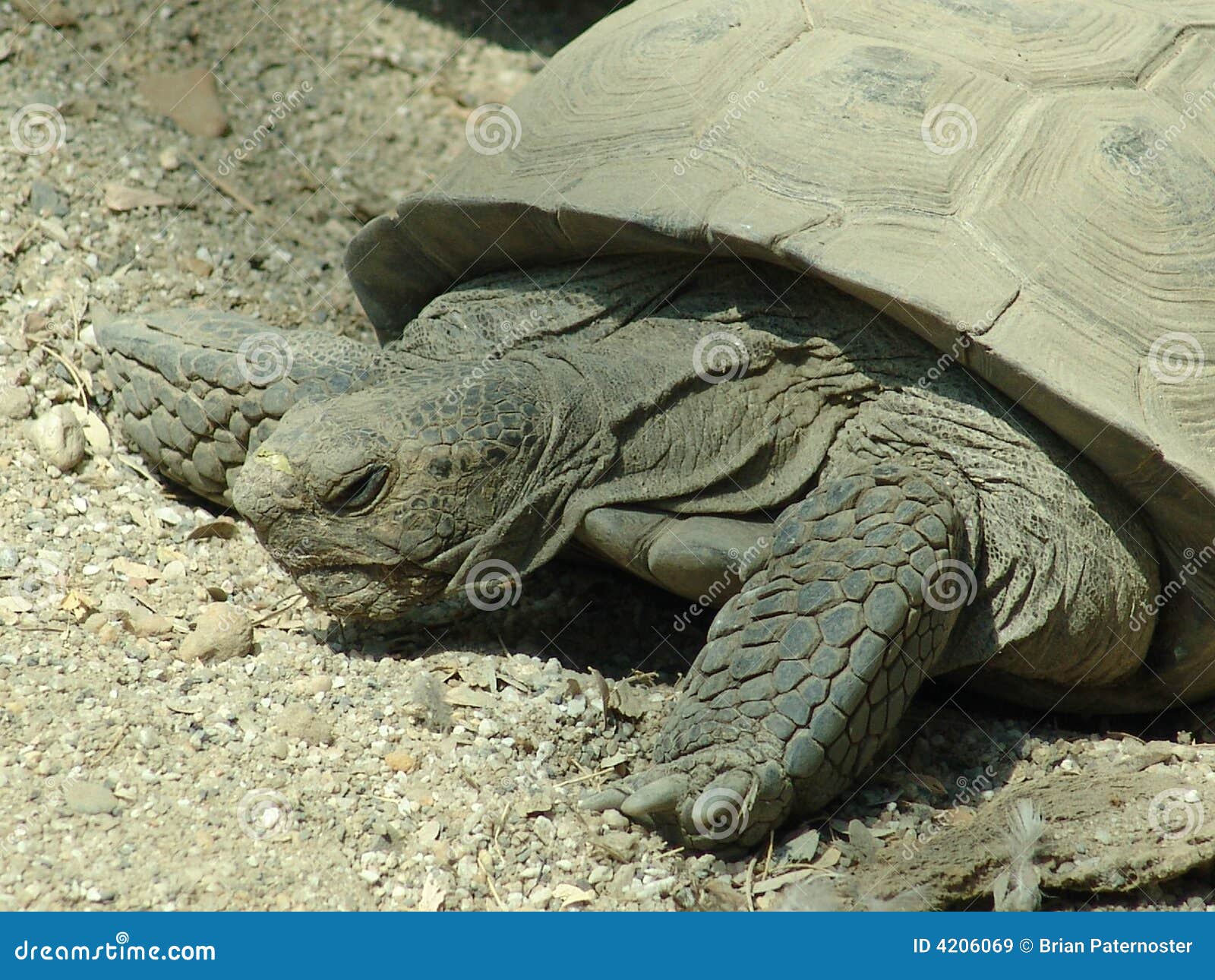 Slow Joe Picture. Image: 4206069