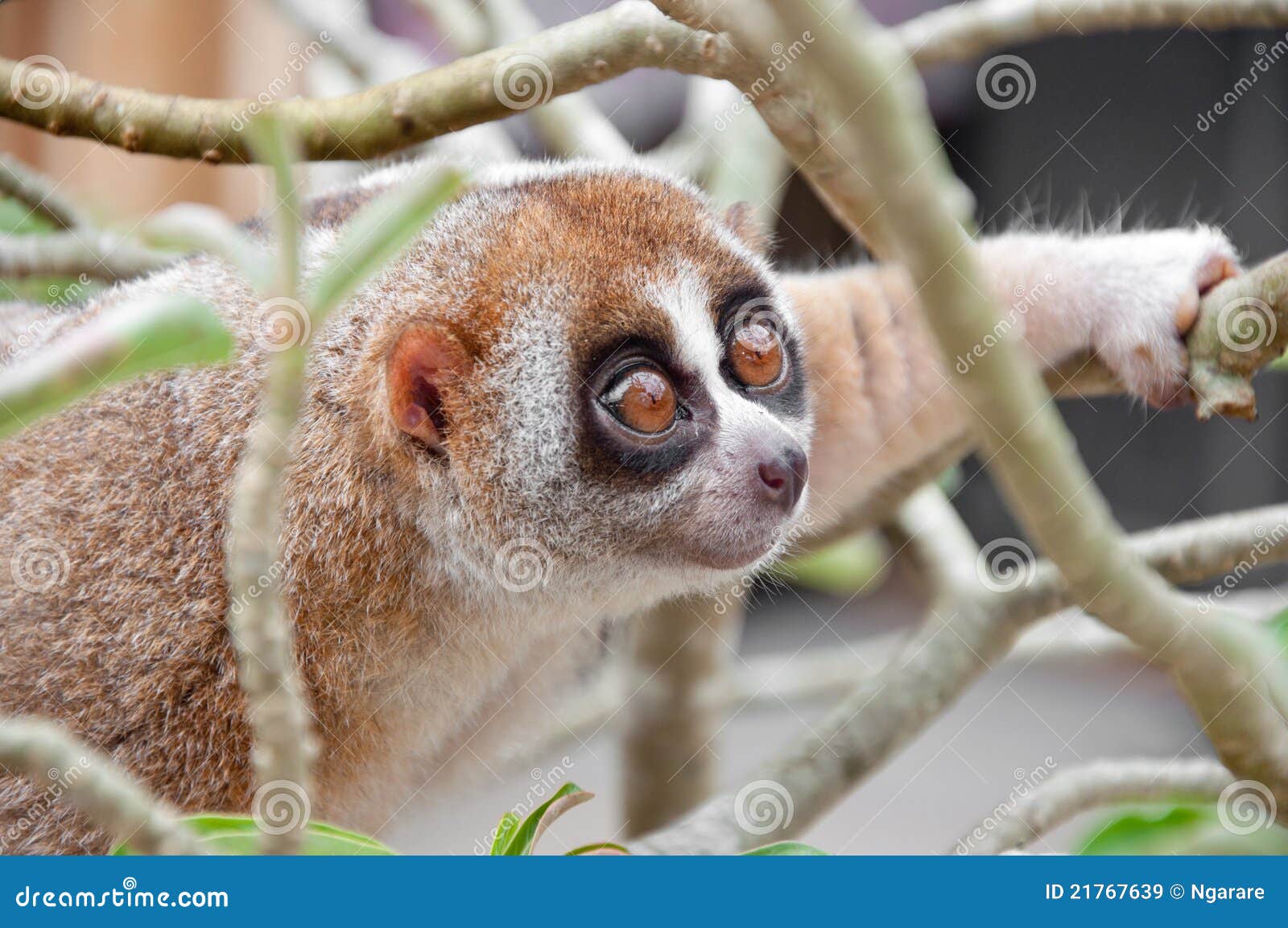 Slow loris stock image. Image of monkey, nature, postmark - 21767639