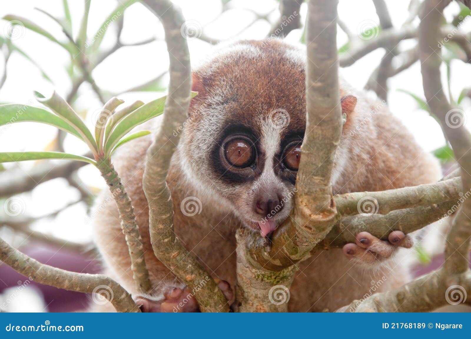 Slow loris stock image. Image of postmark, wildlife, slow - 21768189