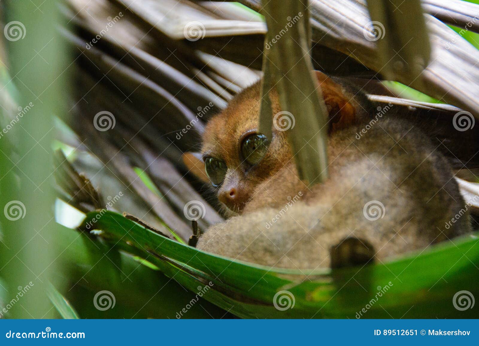 Slow Loris on Bohol Island, Philippines Stock Image - Image of wildlife ...