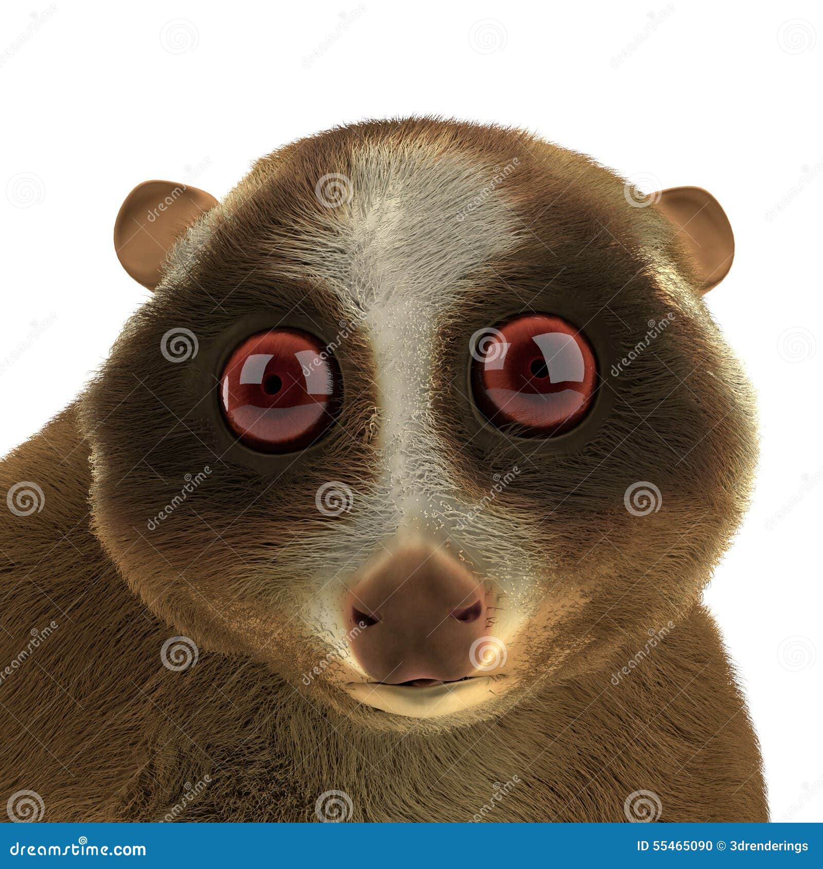 Slow loris stock illustration. Illustration of coucang - 55465090