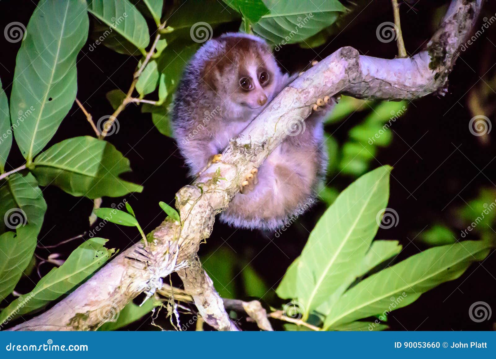 Slow Loris in the Dead of Night Stock Photo - Image of safari, nature ...