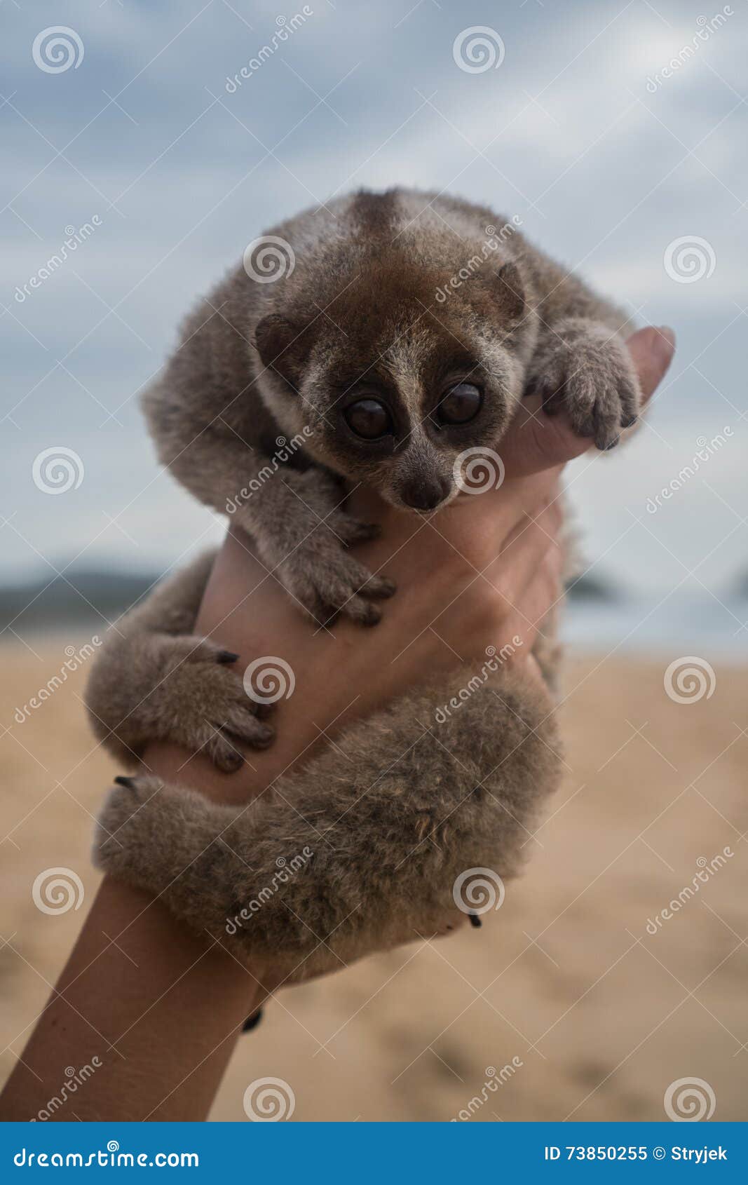 Slow Loris in the Hand of Women on the Beach Stock Image - Image of ...