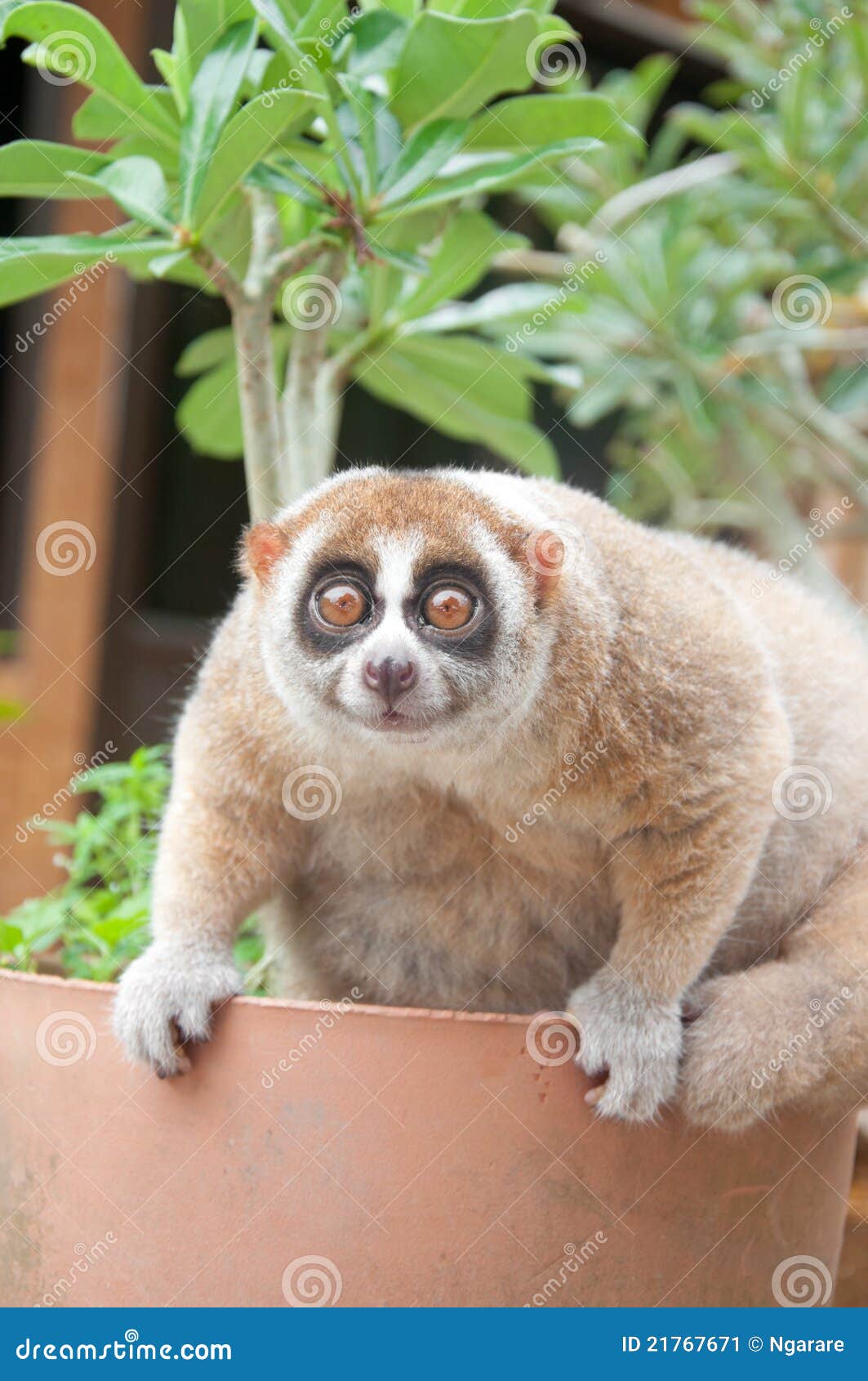 Slow loris monkey stock image. Image of wildlife, animal - 21767671
