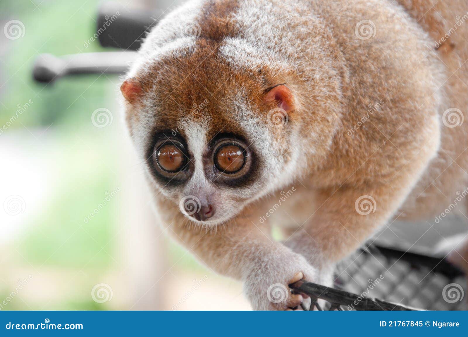 Loris Monkey