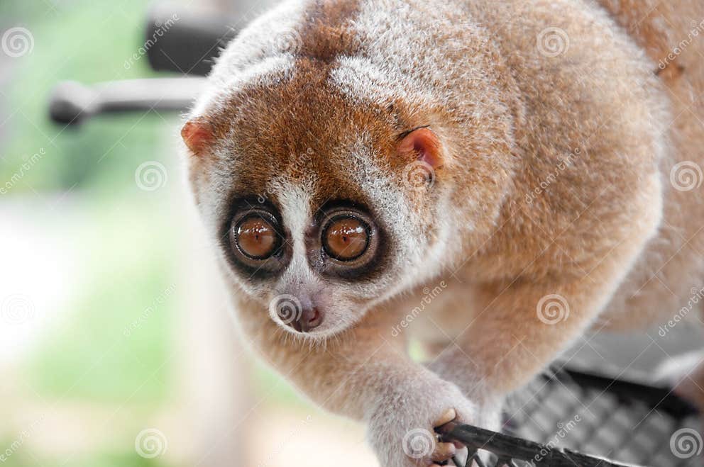 Slow loris monkey stock image. Image of postmark, monkey - 21767845