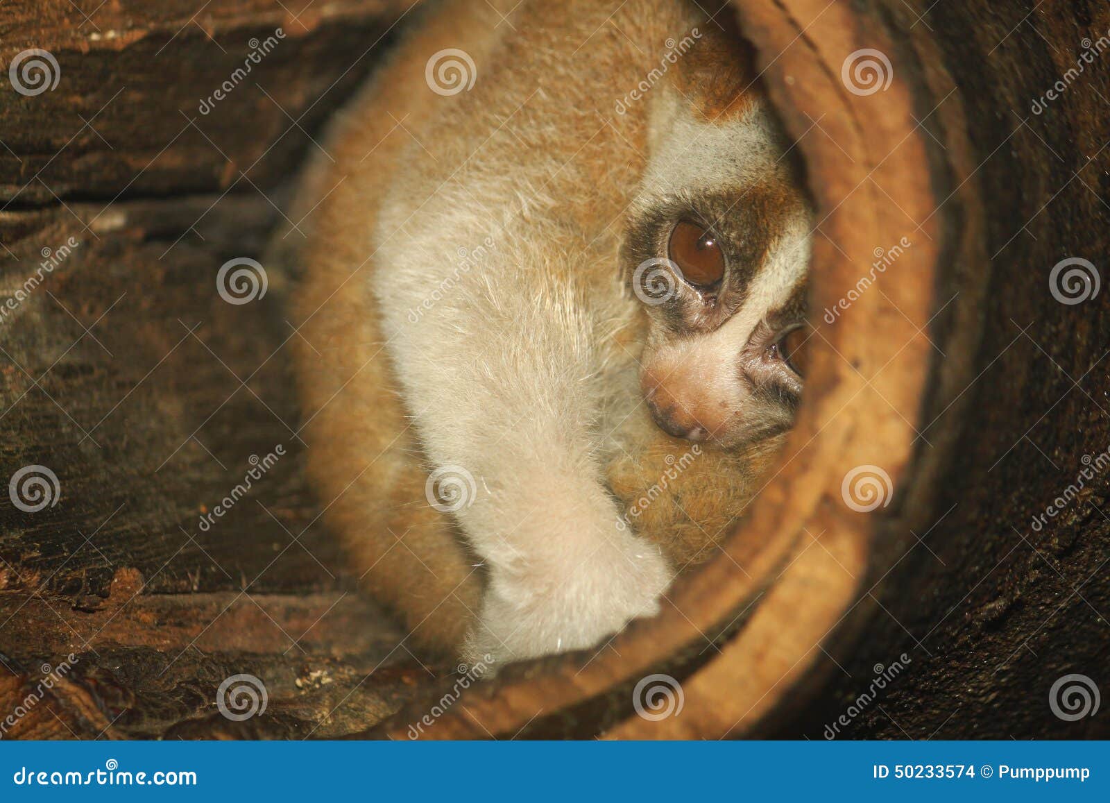 Slow loris monkey on tree stock photo. Image of loris - 50233574