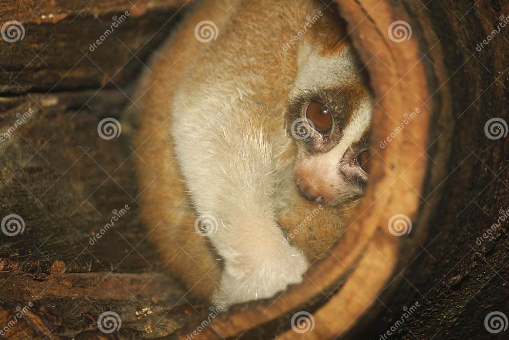 Slow loris monkey on tree stock photo. Image of loris - 50233574