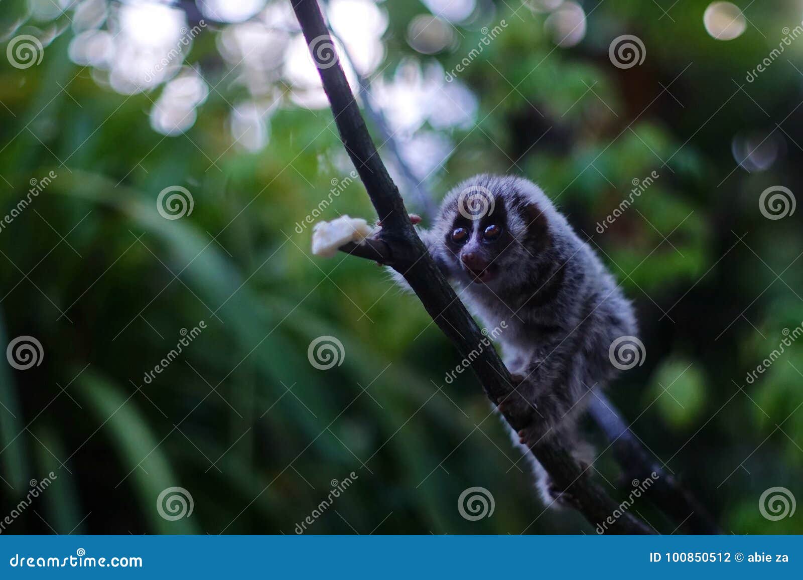 Slow loris stock photo. Image of wildlife, night, animals - 100850512