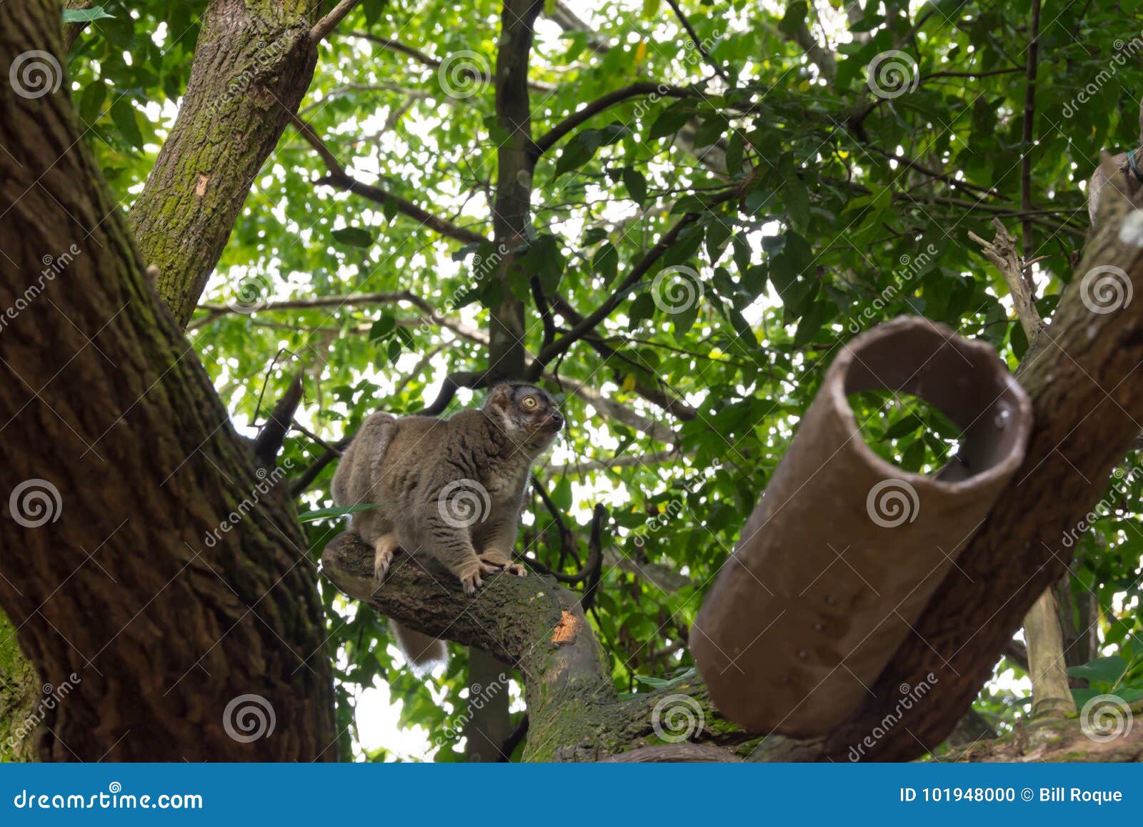 Slow Loris Playing on a Tree Stock Photo - Image of animal, face: 101948000