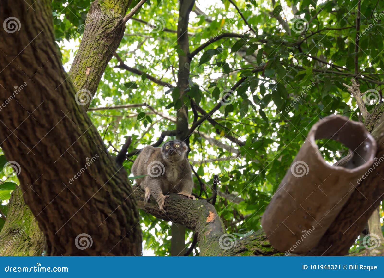 Slow Loris Playing on a Tree Stock Image - Image of pygmy, monkey ...