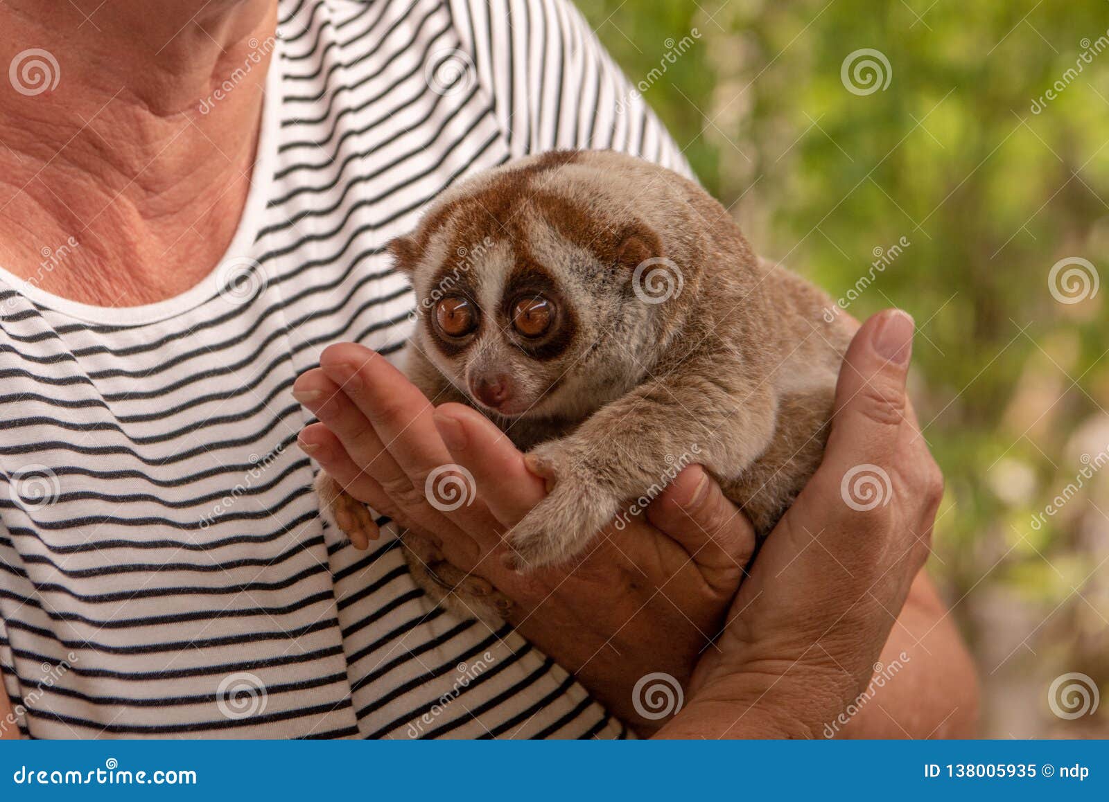Slow Loris Sits in Hands of Woman Stock Image - Image of young, primate ...