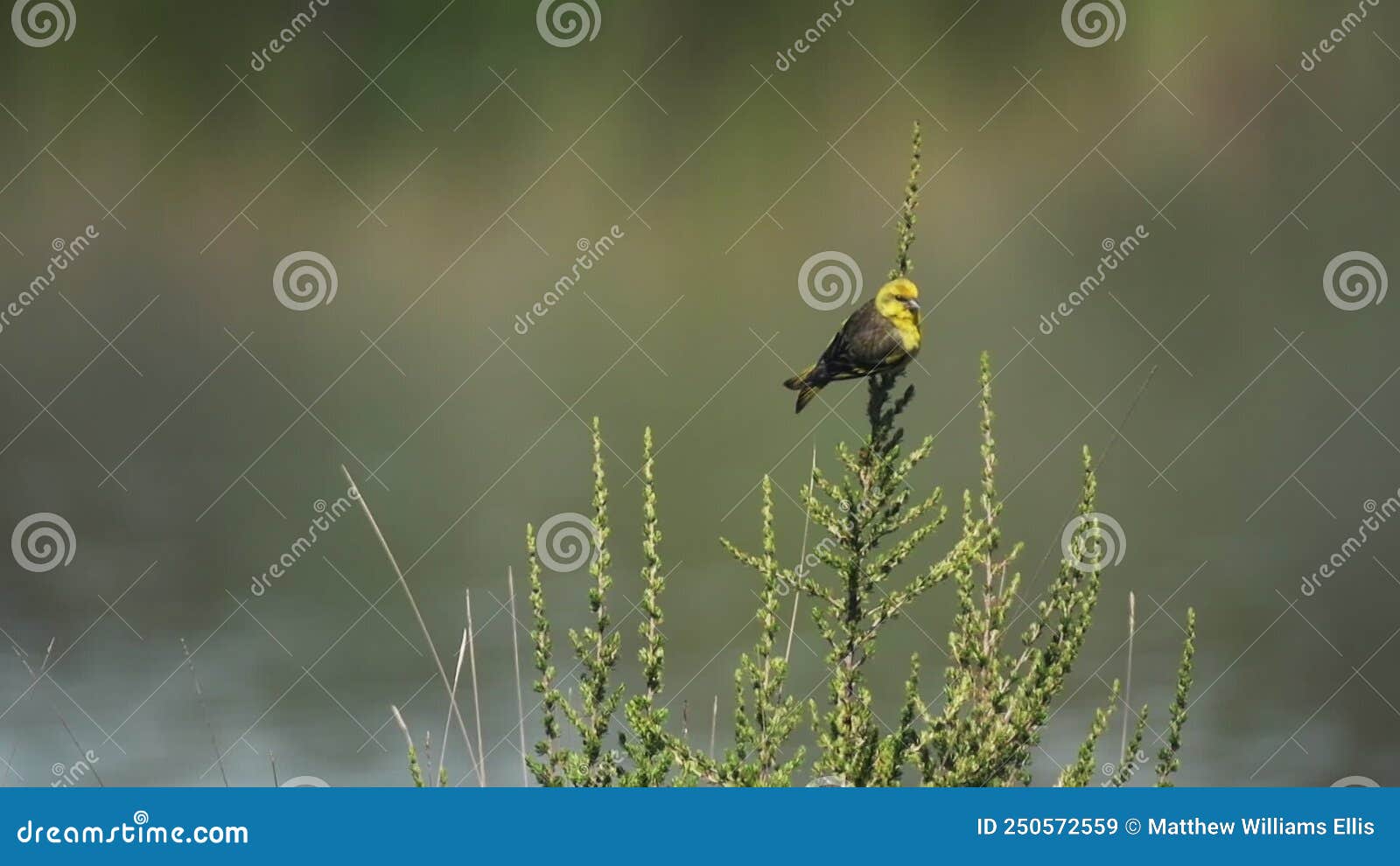 Slow Motion of African Wildlife, of Bird Stock Video - Video of ...