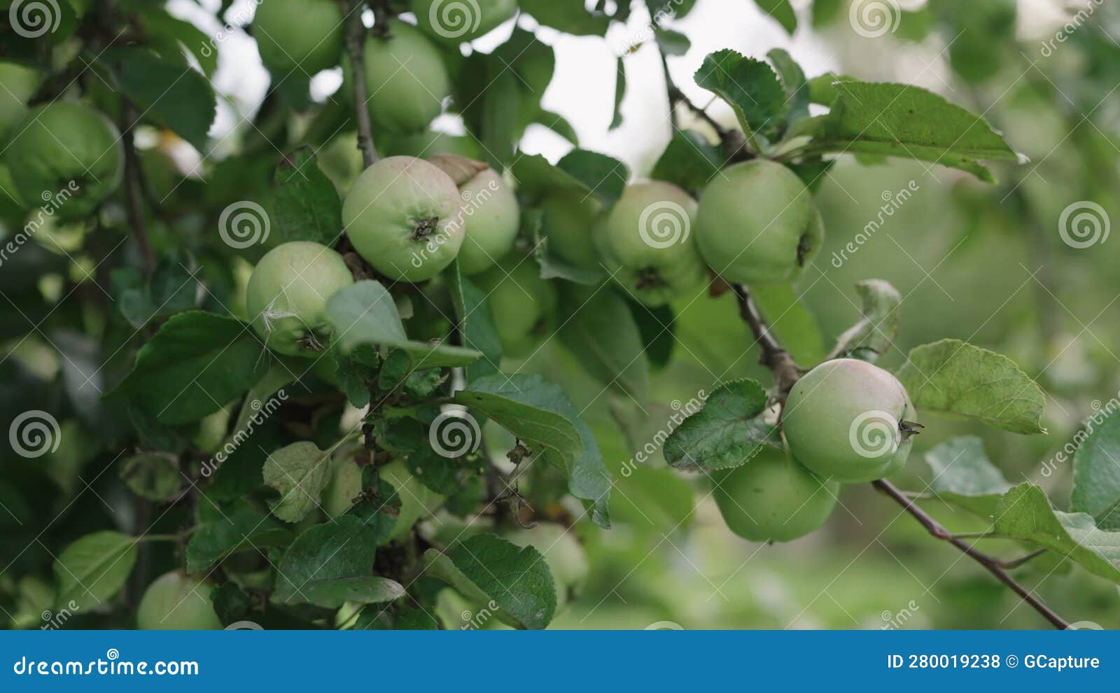 Slow Motion Apple on Apple Tree on a Summer Day Stock Footage - Video ...