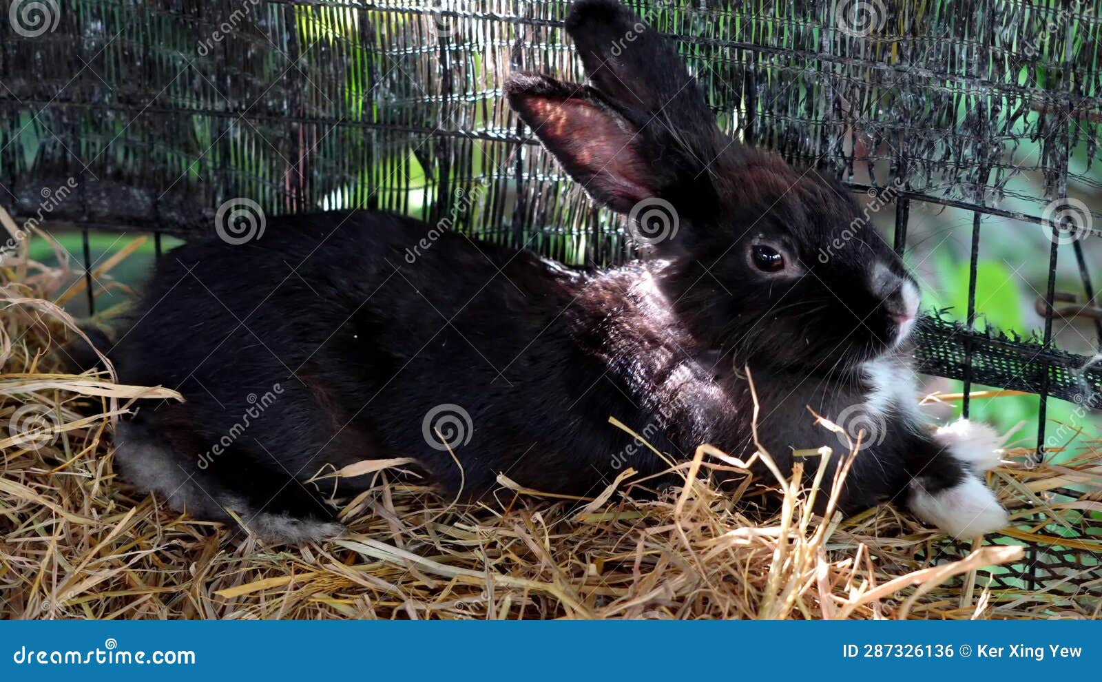 Cute Rabbit Sitting in Hay in a Cage Stock Footage - Video of slow ...
