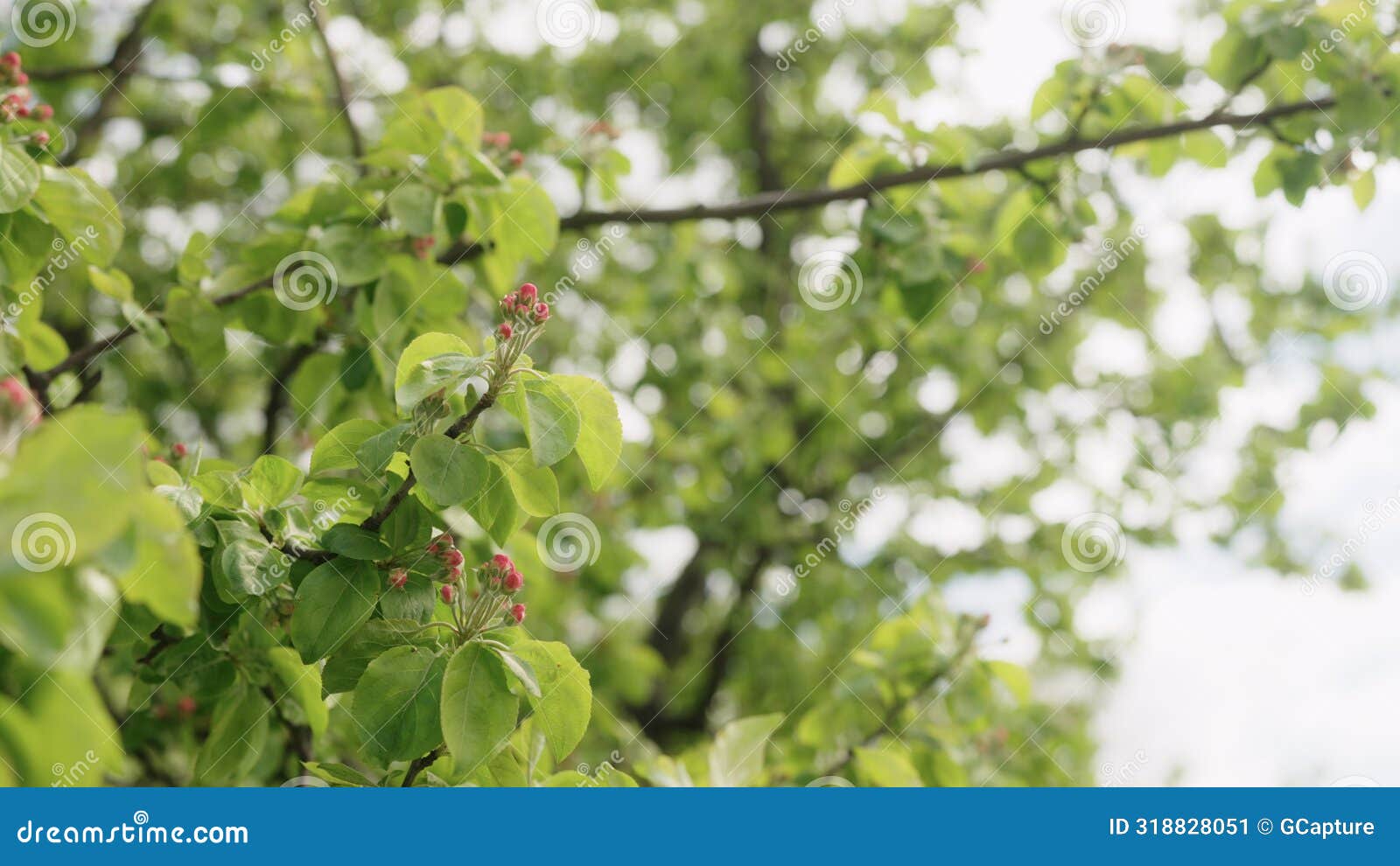 Slow Motion Blooming Apple Tree Closeup in Late Spring Stock Image ...